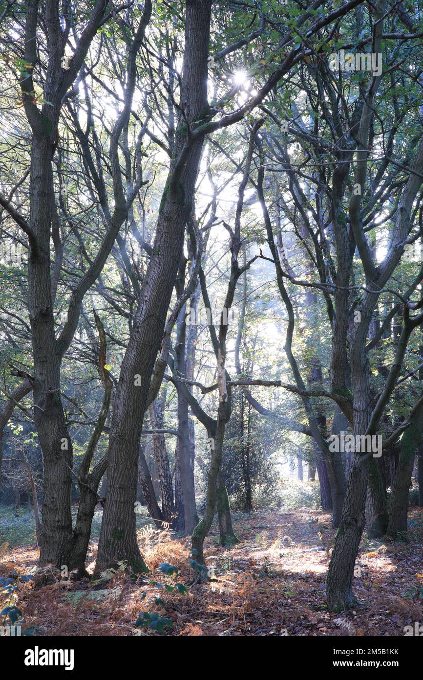 A vertical shot of a pathway in a forest in Birmingham, United Kingdom ...