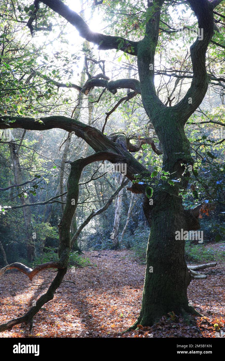 A vertical shot of a large tree in a forest in Birmingham, United ...