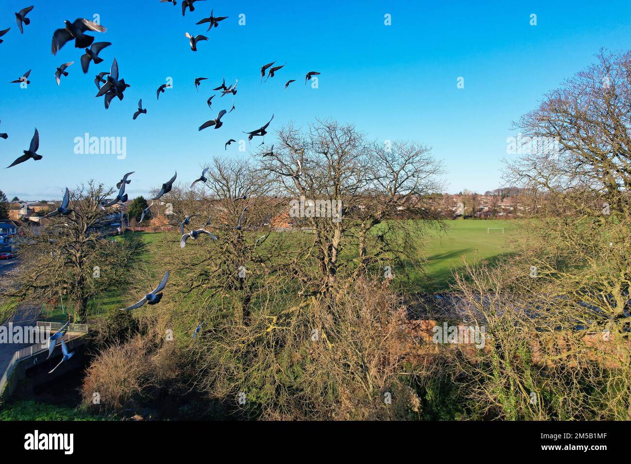 Countryside pigeons hi-res stock photography and images - Alamy