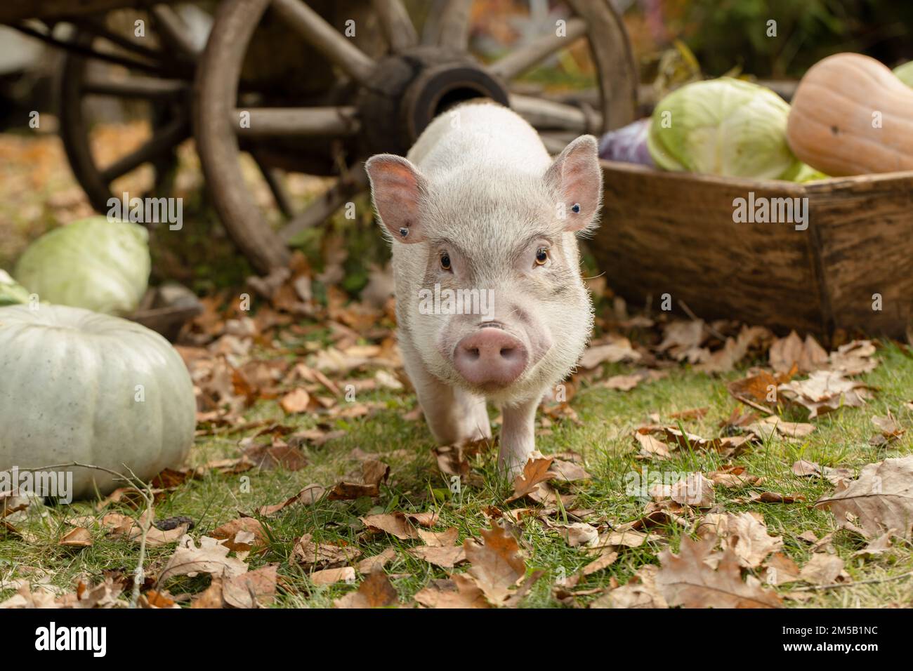 a white mini pig sits in a wicker basket. Autumn photo Stock Photo - Alamy