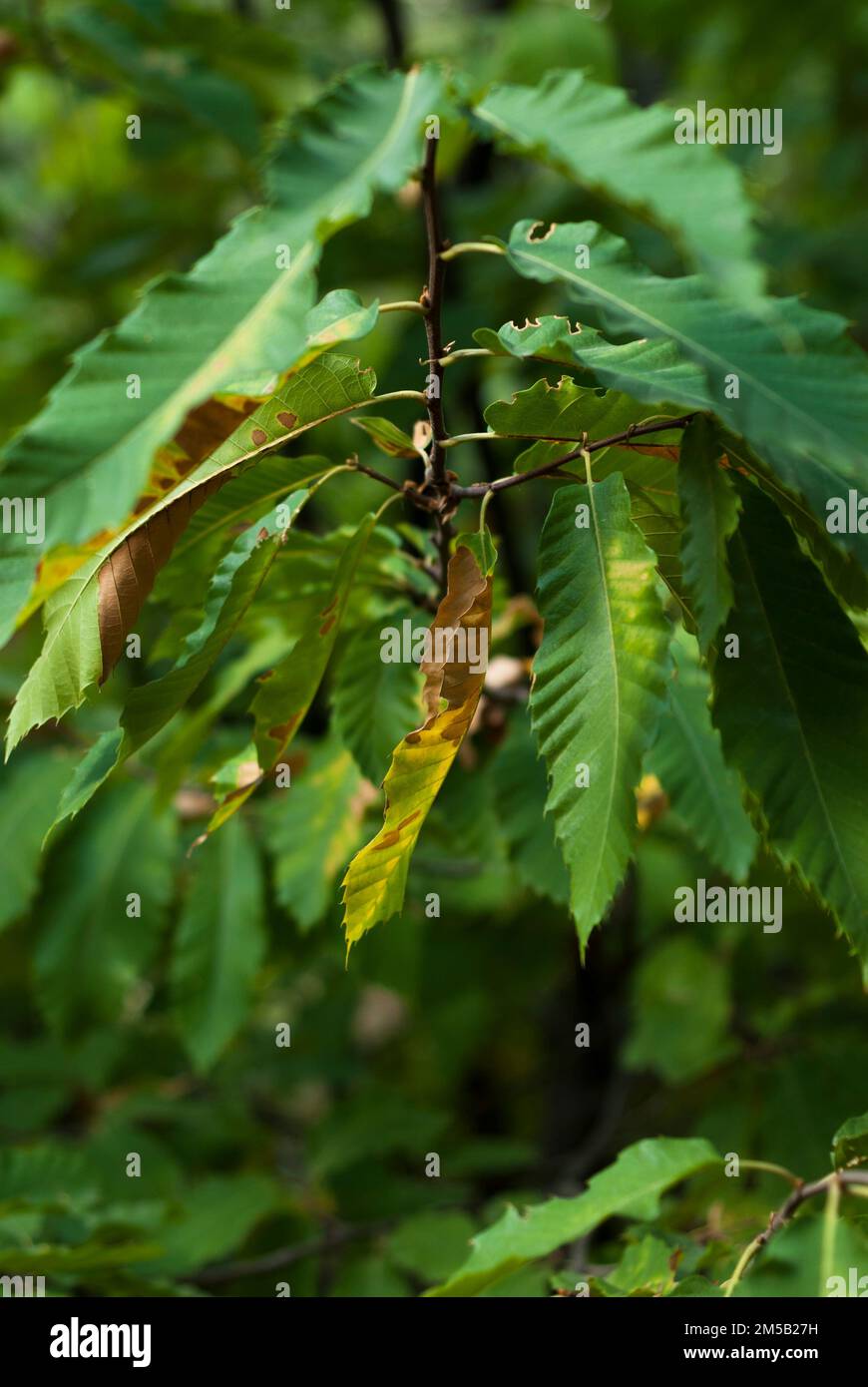 Chestnut tree leaves turning yellow hi-res stock photography and images ...