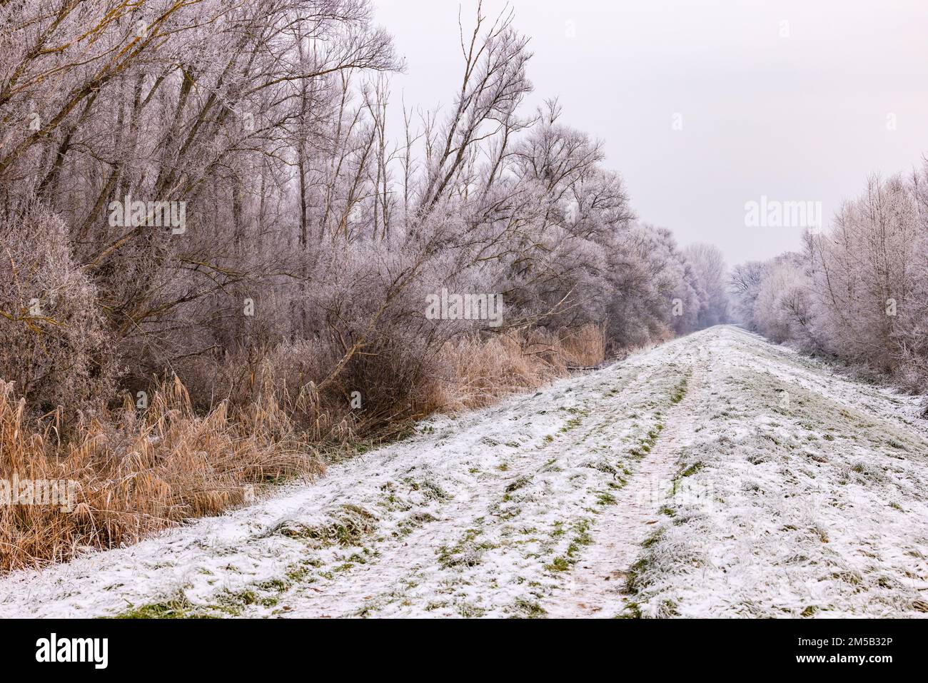Lonely snowy path through icy trees in winter in Germany Stock Photo ...