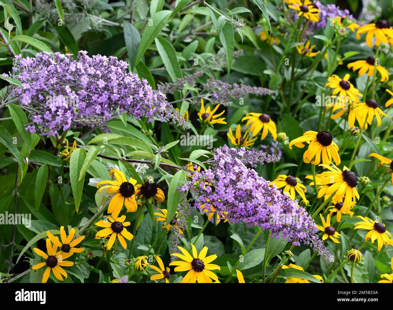A closeup of purple Buddleia, butterfly bush flowering plant and yellow ...