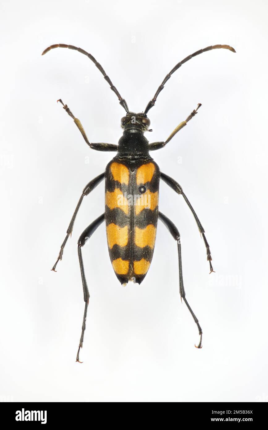 Leptura quadrifasciata, the longhorn beetle, is a species of beetle in ...