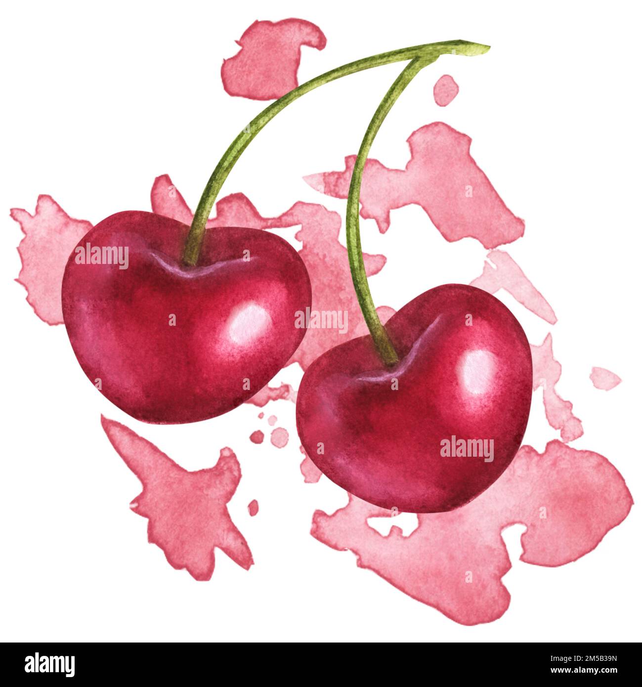 Two cherries. Hand drawn botanical watercolor illustration. Isolated on ...