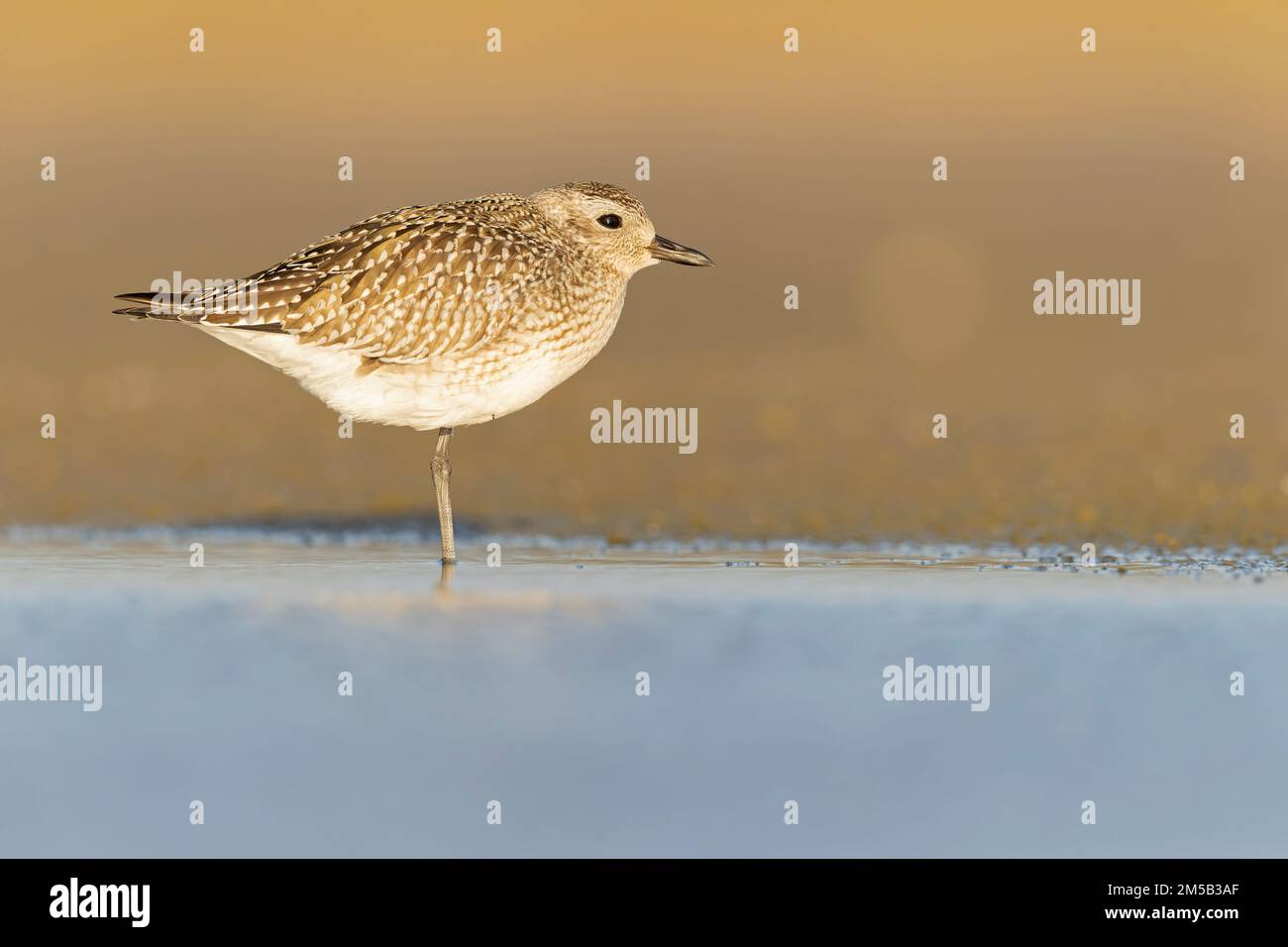 A black-bellied plover (Pluvialis squatarola) foraging during fall ...