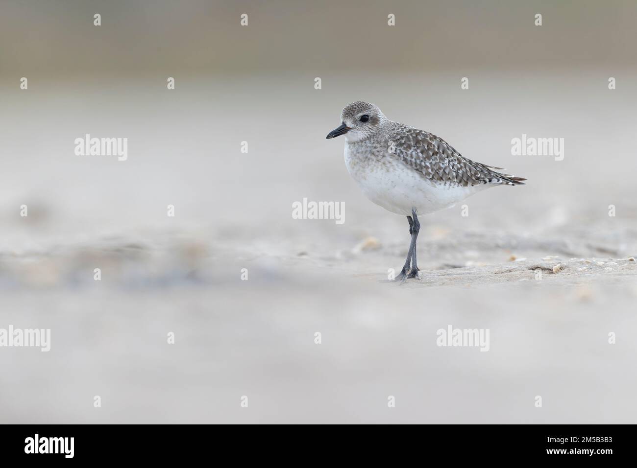 A black-bellied plover (Pluvialis squatarola) foraging during fall ...