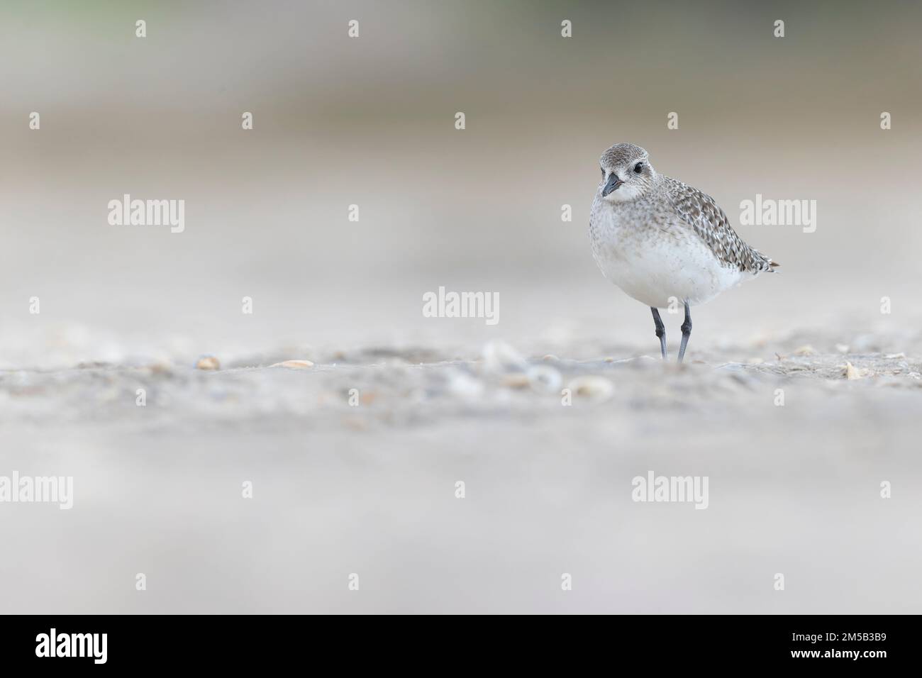 A black-bellied plover (Pluvialis squatarola) foraging during fall ...