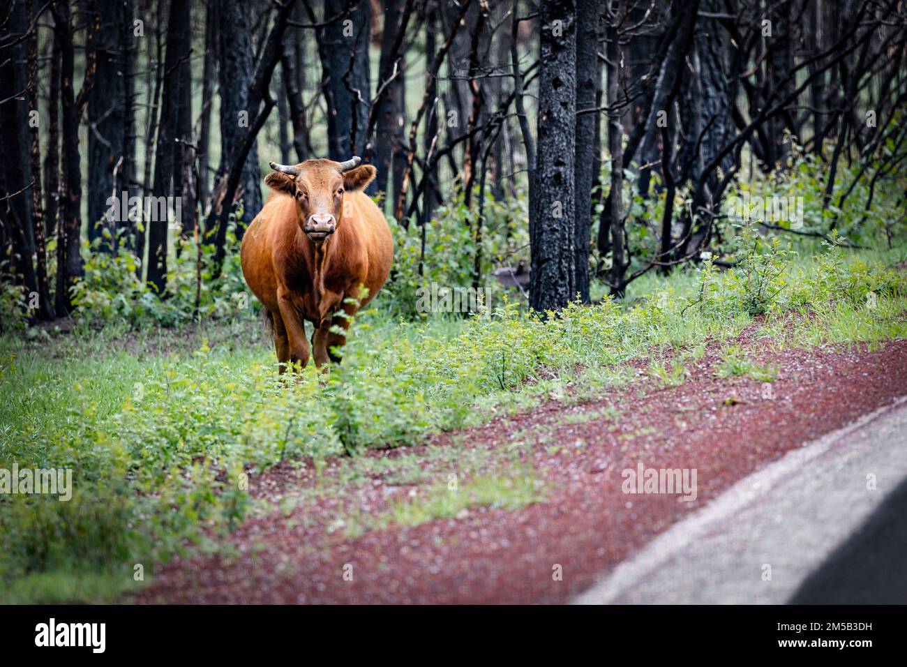 A cow roams on the open range roads and forests of northern New Mexico ...