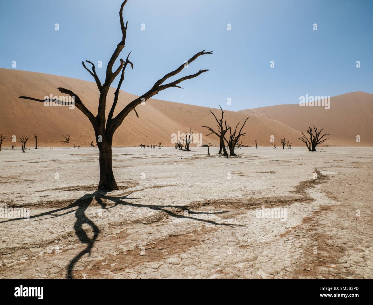Deadvlei, a white clay pan located near the more famous salt pan of ...