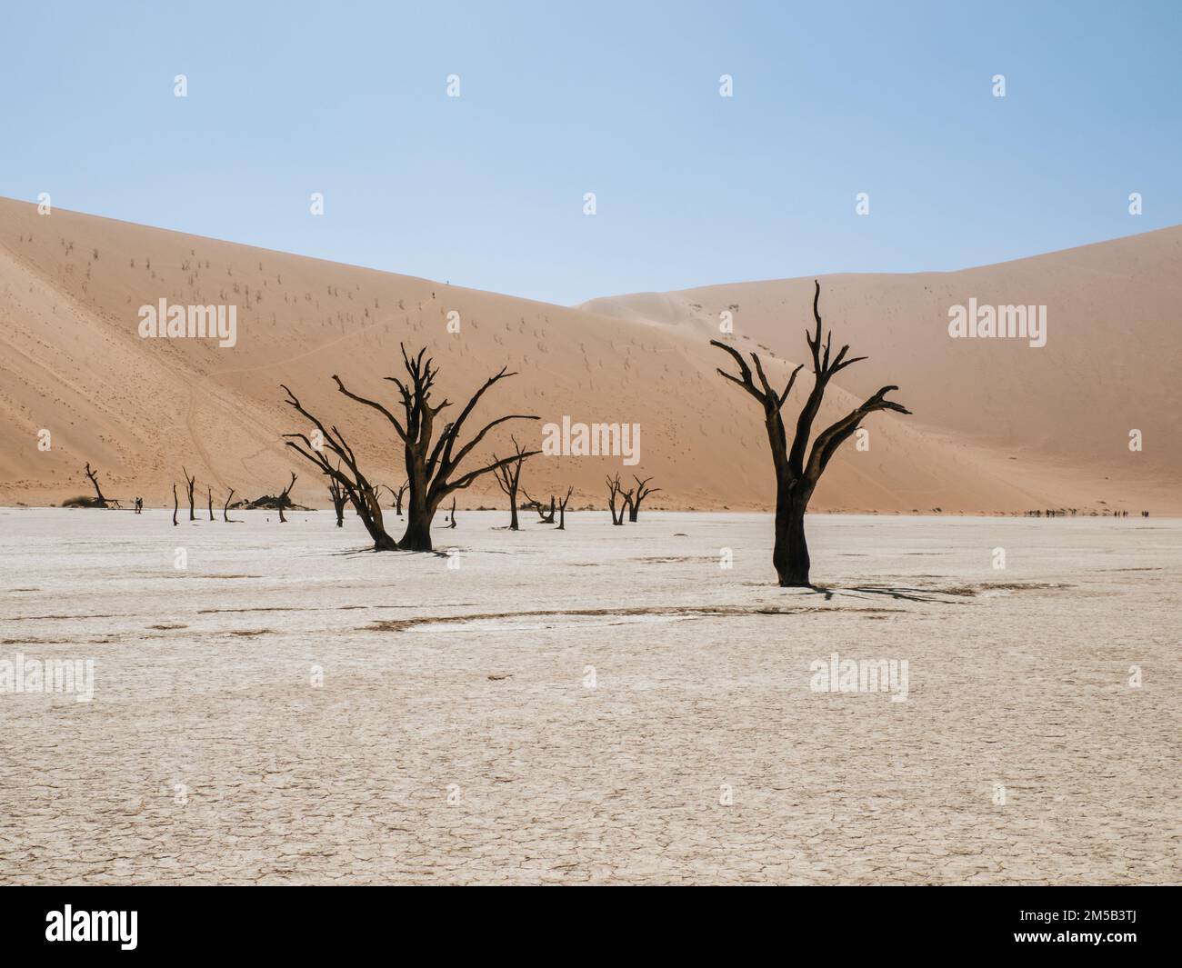 Deadvlei, a white clay pan located near the more famous salt pan of ...