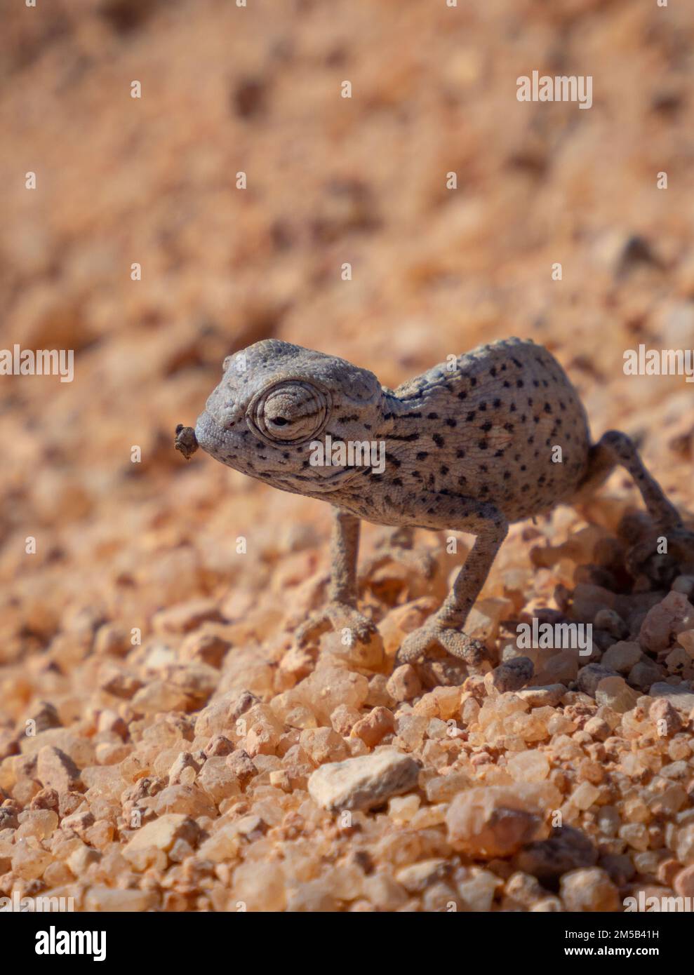 Baby Namaqua Chameleon (Hatchling) in the Namib desert near Spitzkoppe ...