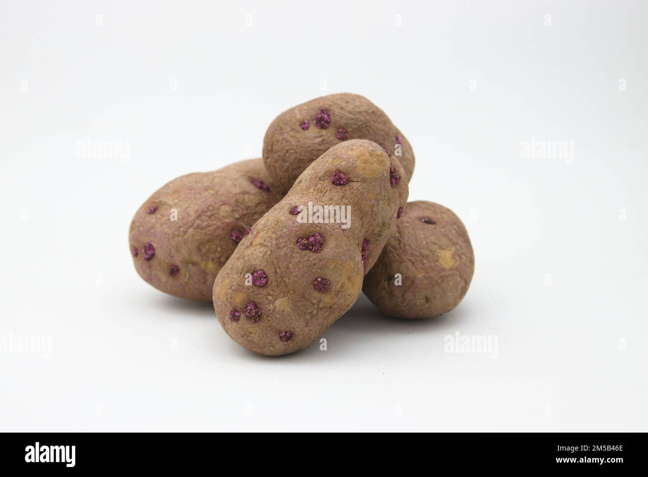 Close up of a group of old potatoes with active sprouts isolated on ...