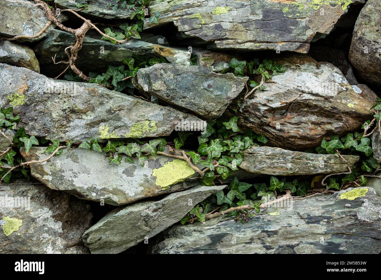 Ancient Cornish dry stone wall close up Stock Photo - Alamy