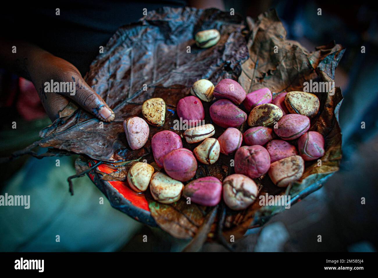 Kola nuts in an African market in Mali ,West Africa Stock Photo - Alamy