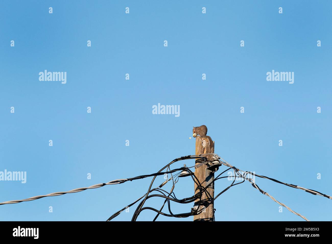 Squirrel with food on top of utility pole Stock Photo - Alamy