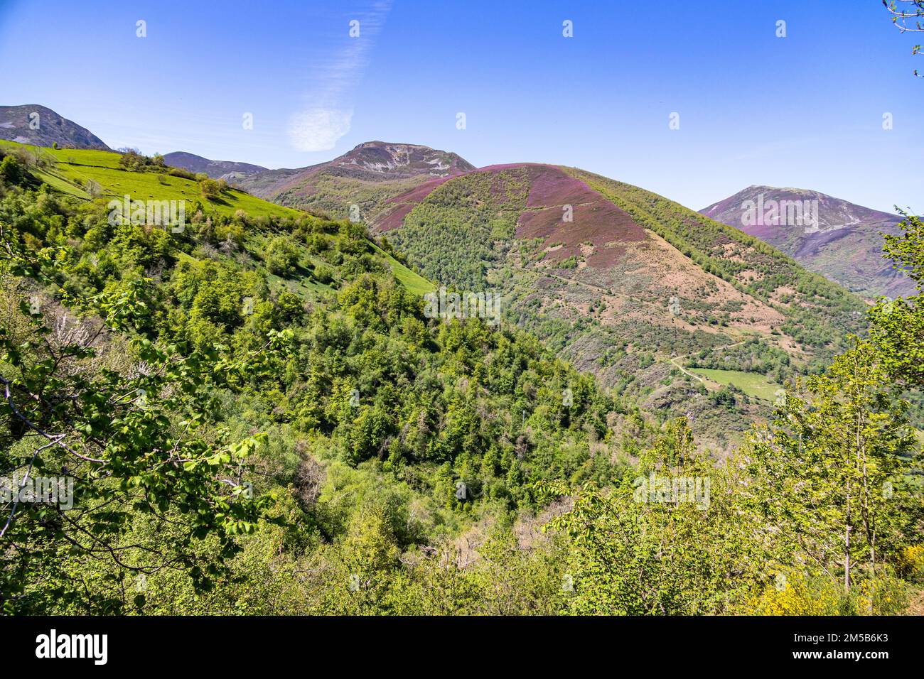 A magnificent view of forested mountain, and grassy slopes in The ...