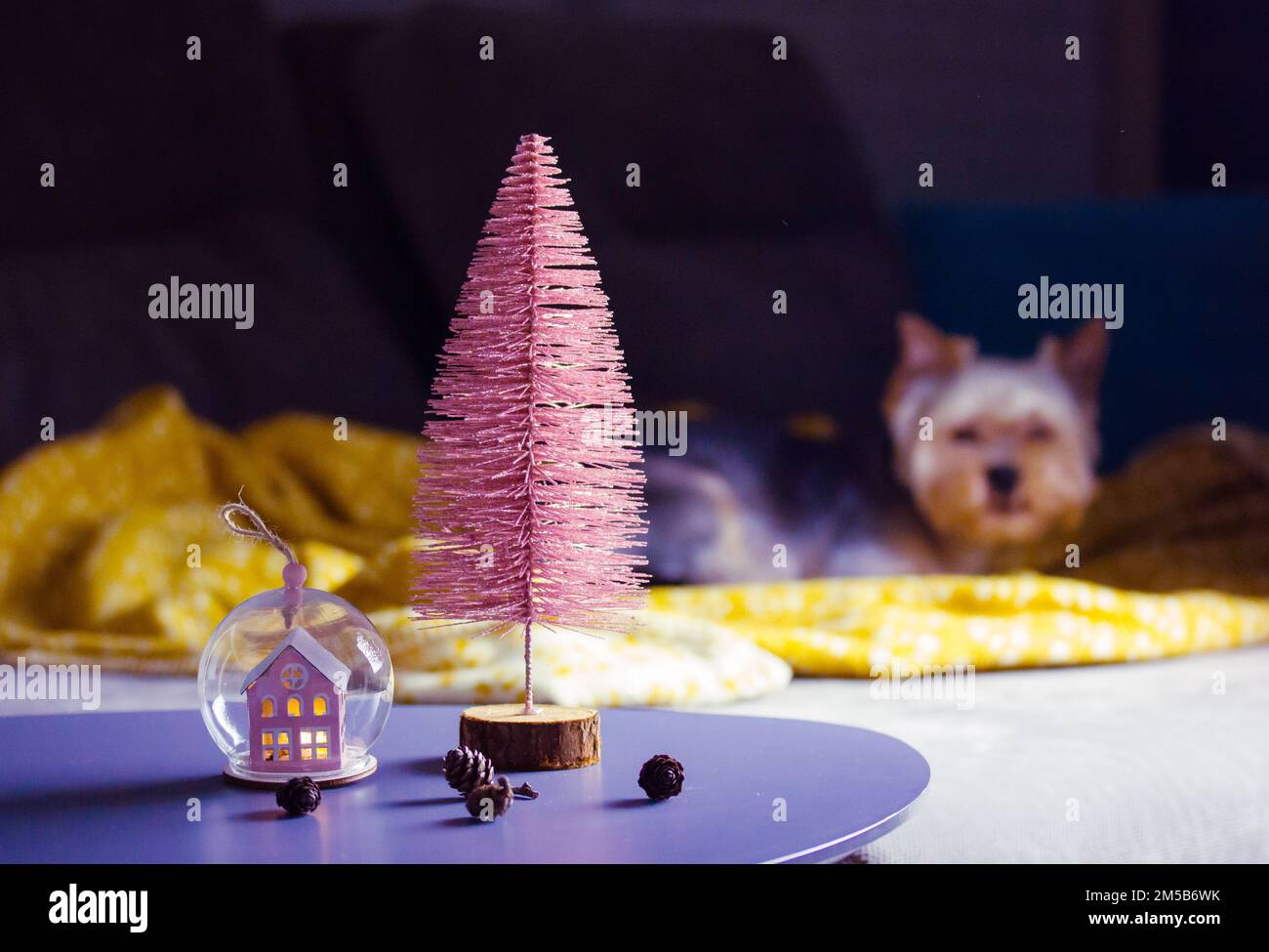 Yorkshire Terrier dog on sofa in cozy room at Christmas Eve. New Year ...