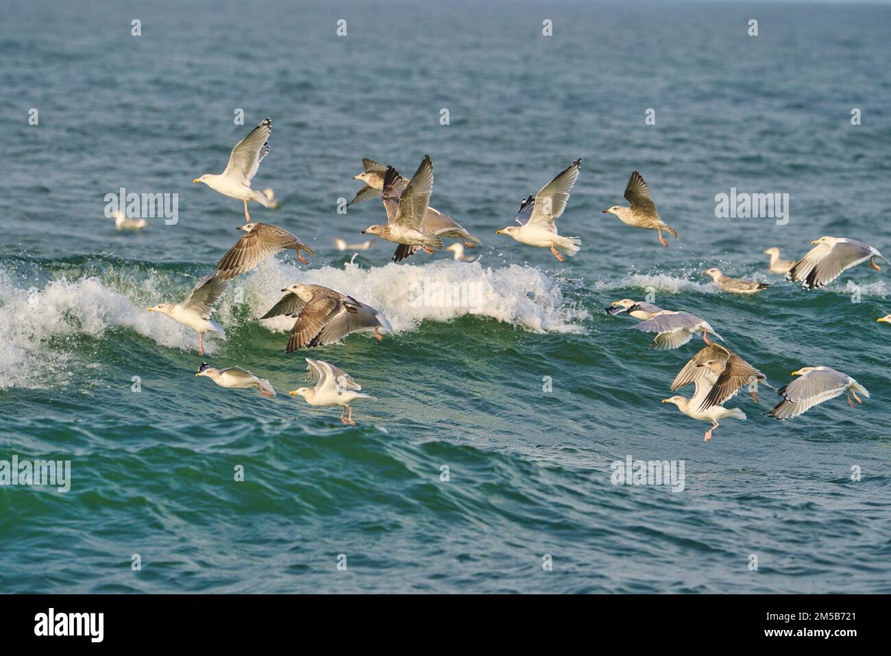 some seagulls hunting for fish in the north sea Stock Photo - Alamy