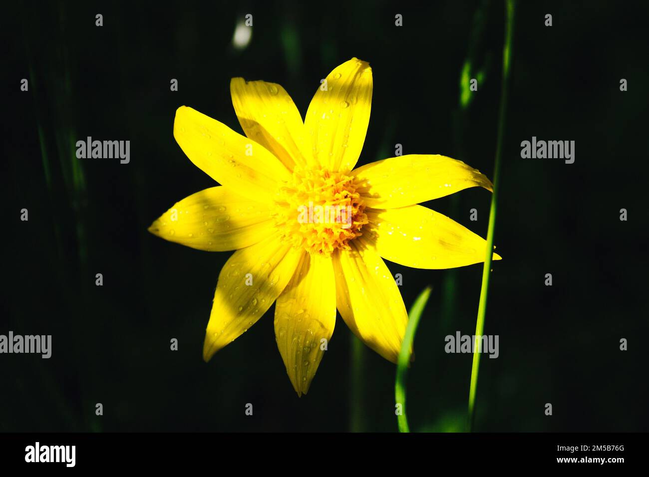 A closeup of a California goldfields (Lasthenia Californica) flower ...