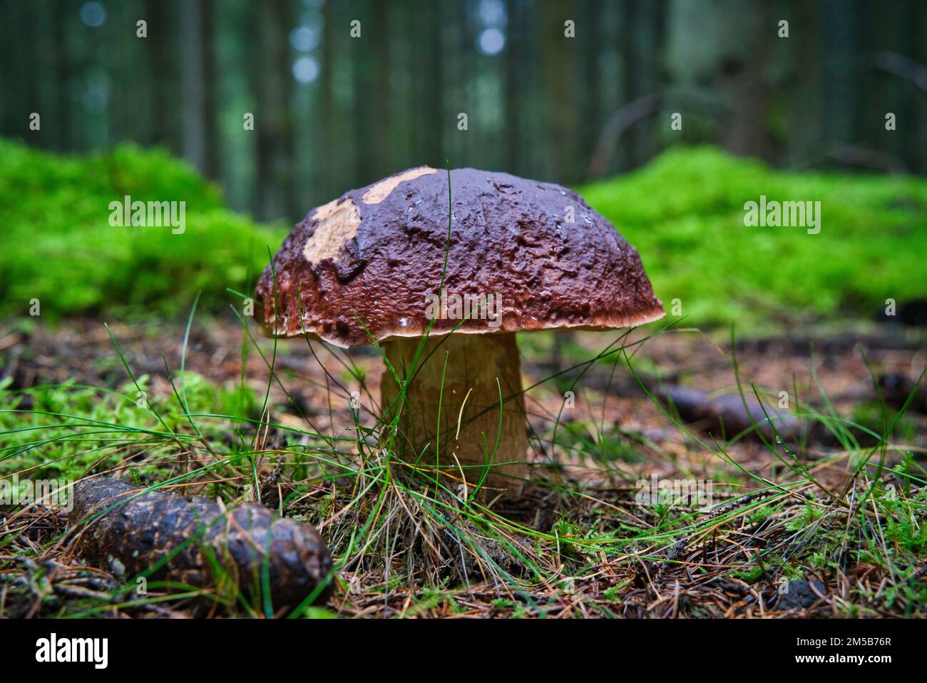 Mushrooms cut in the woods. Mushroom boletus edilus. Popular white ...