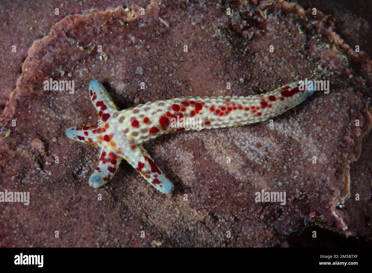 A small starfish, Linkia multifora, is regenerating its body from one ...