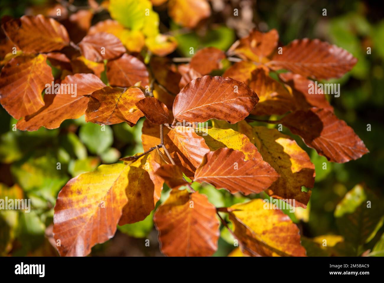 Autumnally coloured leaves on a branch of the beech, Fagus, in sunlight ...