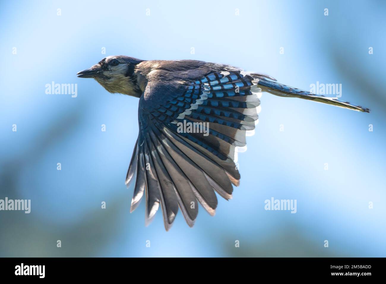 A selective focus of a blue jay, Cyanocitta cristata captured in flight ...