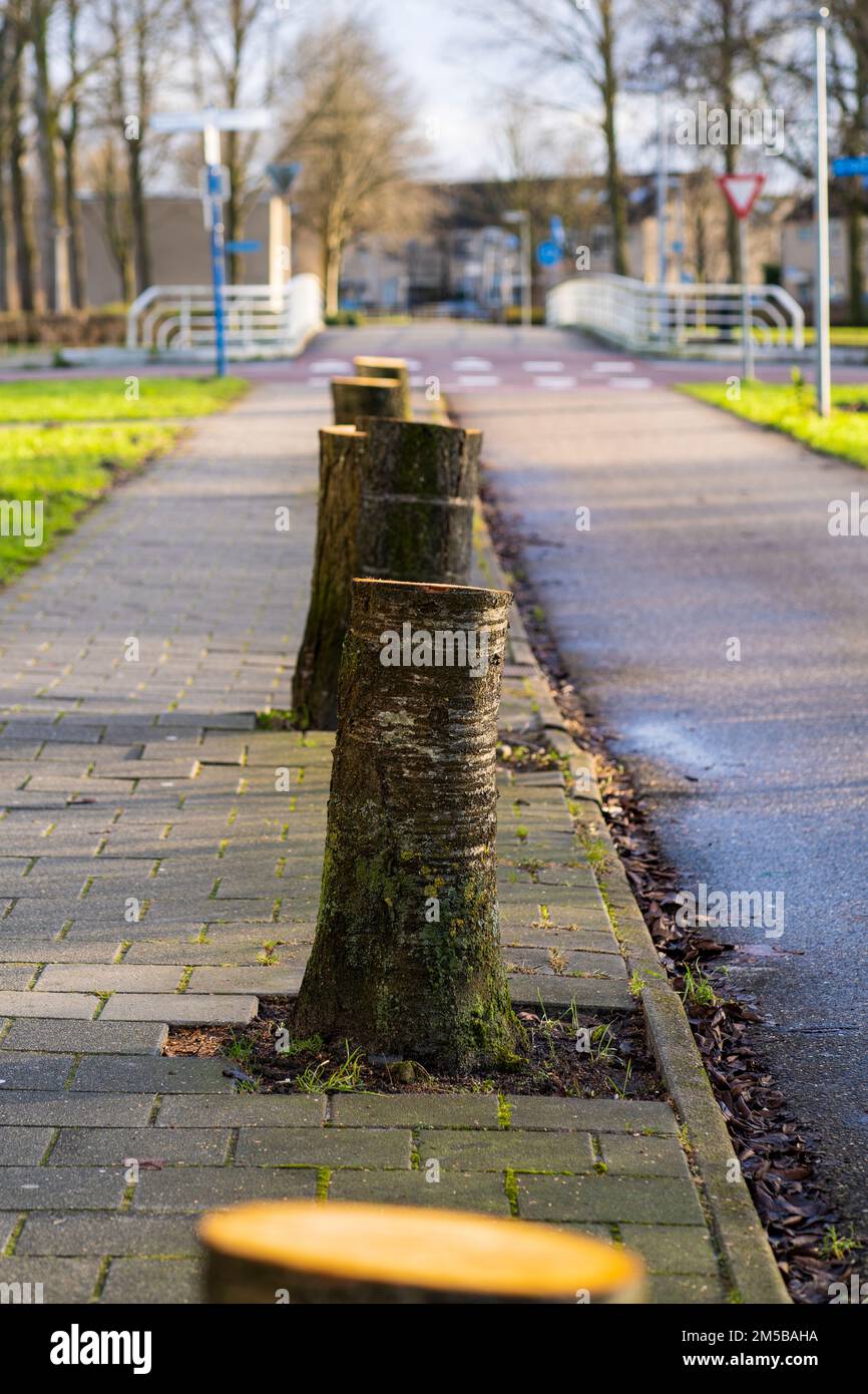 Lined-up and cut-down trees on a street Stock Photo - Alamy
