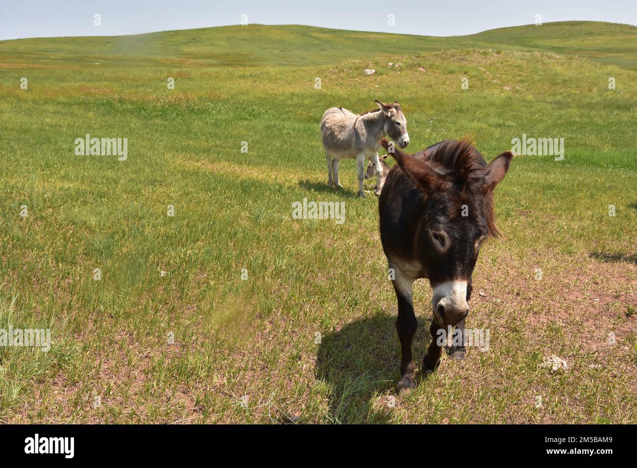 Sweet pair of burros ambling across a grass field Stock Photo - Alamy