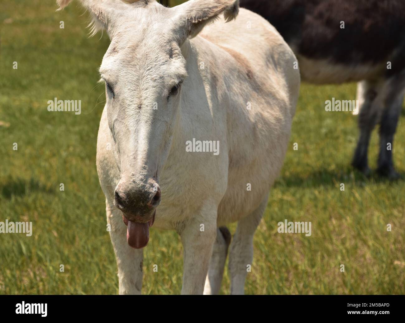 Donkey sticking tongue out donkey hi-res stock photography and images ...
