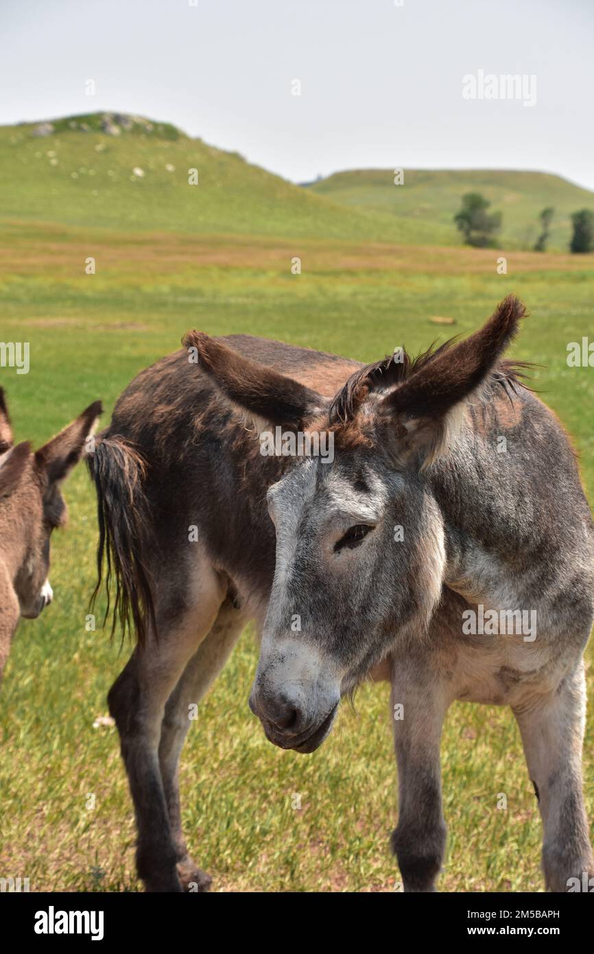 Up close with a burro in a grass field Stock Photo - Alamy