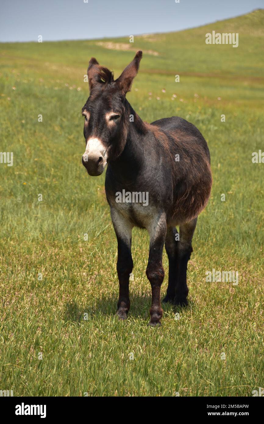 Gorgeous beautiful dark brown burrow in a meadow Stock Photo - Alamy
