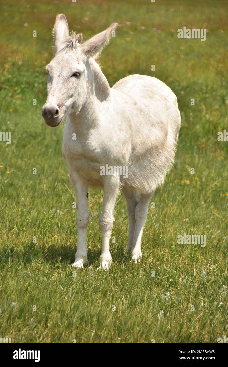 Cute lone white burro standing in a large meadow Stock Photo - Alamy