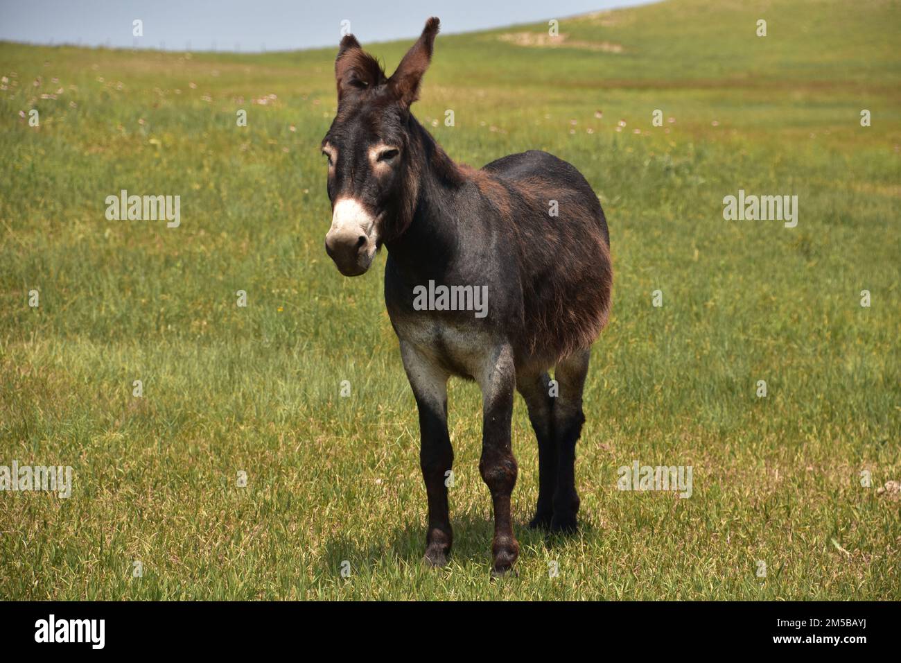 Cute and sweet wild burro standing in a grass field Stock Photo - Alamy