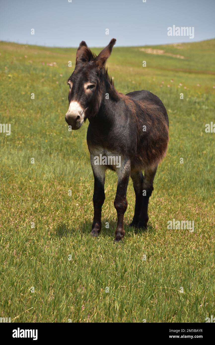 Very cute dark brown burro standing in a grass field Stock Photo - Alamy
