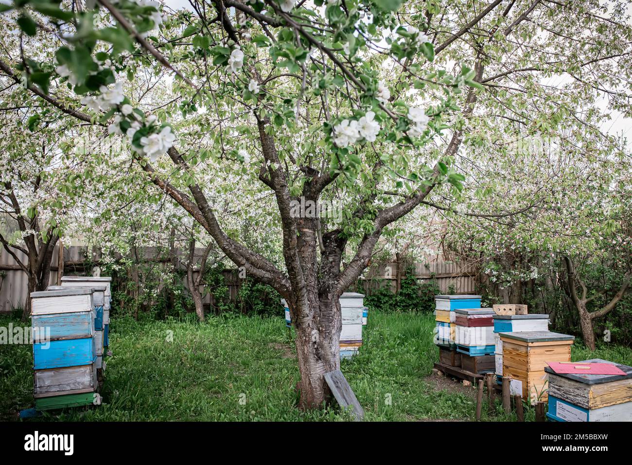 Apiary in spring under a flowering apple tree on green grass. Hives ...