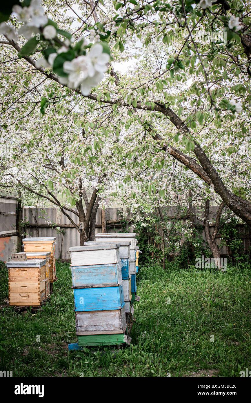 A multi-hive hive in an apiary in the spring near flowering trees ...