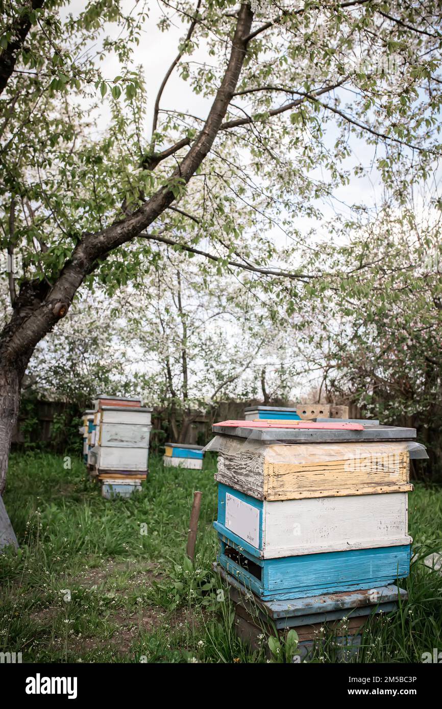 Hives in the apiary in the spring view from above. Harvesting honey in ...