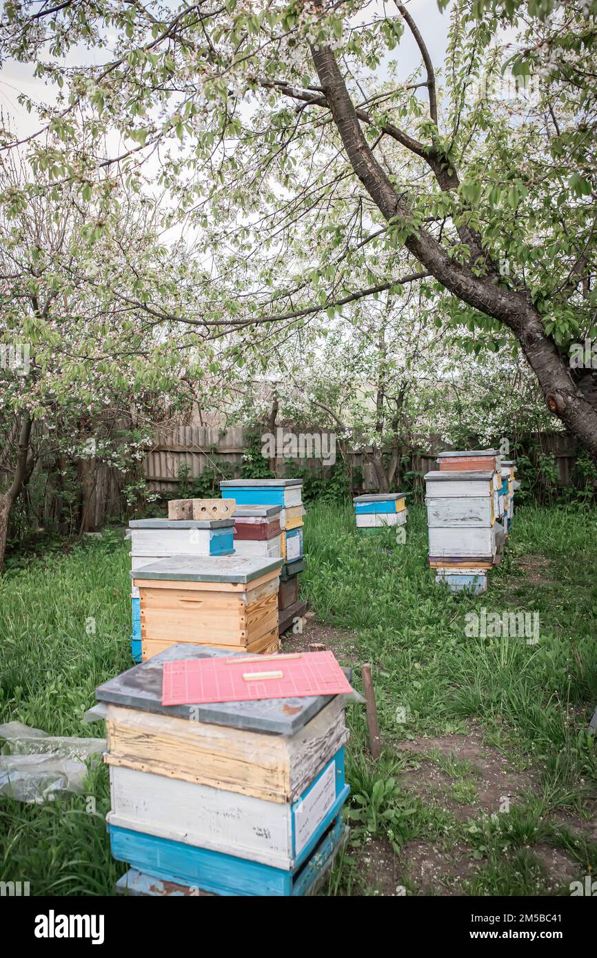 Hives in the apiary in the spring view from above. Harvesting honey in ...