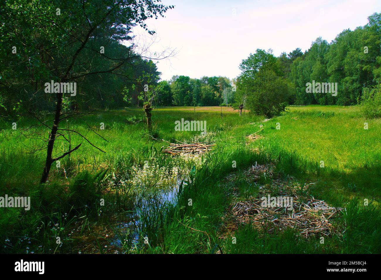 A scenic view of an open field with green grass and trees are seen in ...