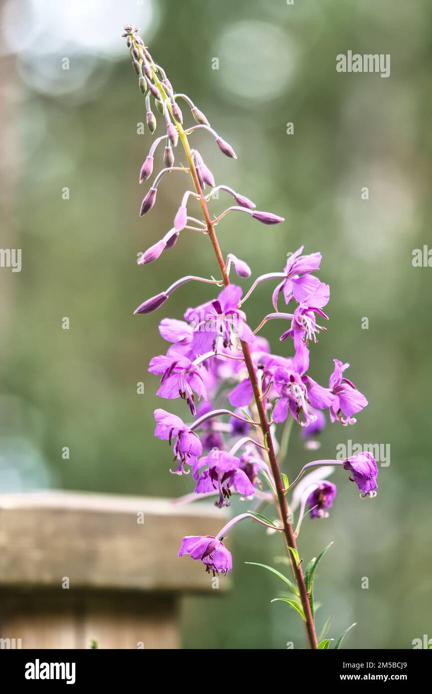 A vertical closeup shot of Fireweed seen growing in the wild Stock ...