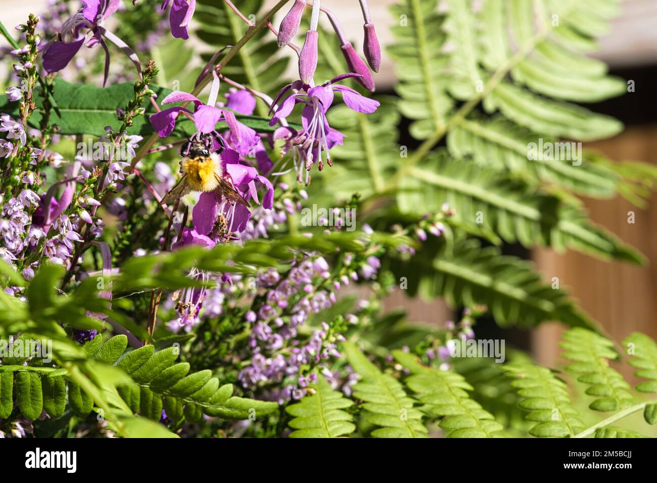 A closeup shot of a bee collecting nectar from a purple flower found in ...
