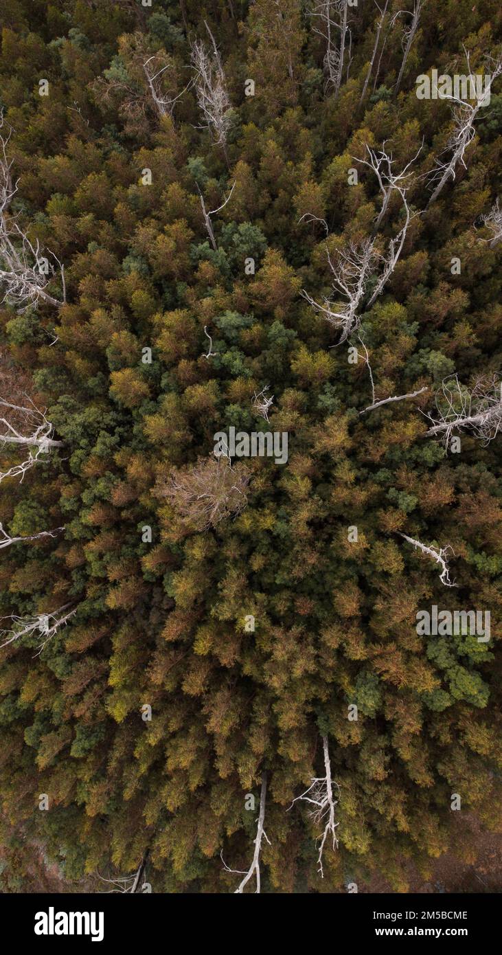 An aerial vertical shot of the Madeira island trees seen during autumn ...