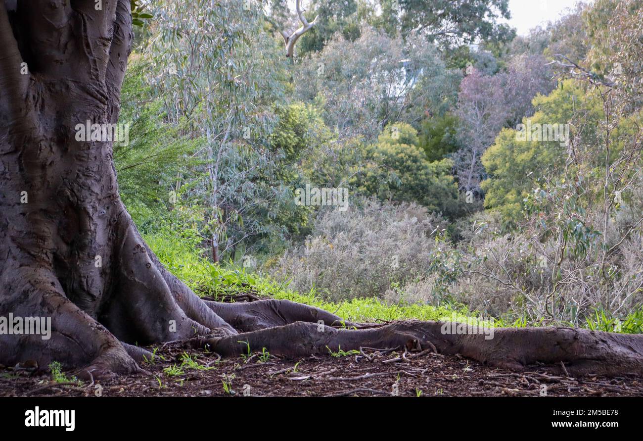 A tree with big roots in a forest with green foliage in the background ...