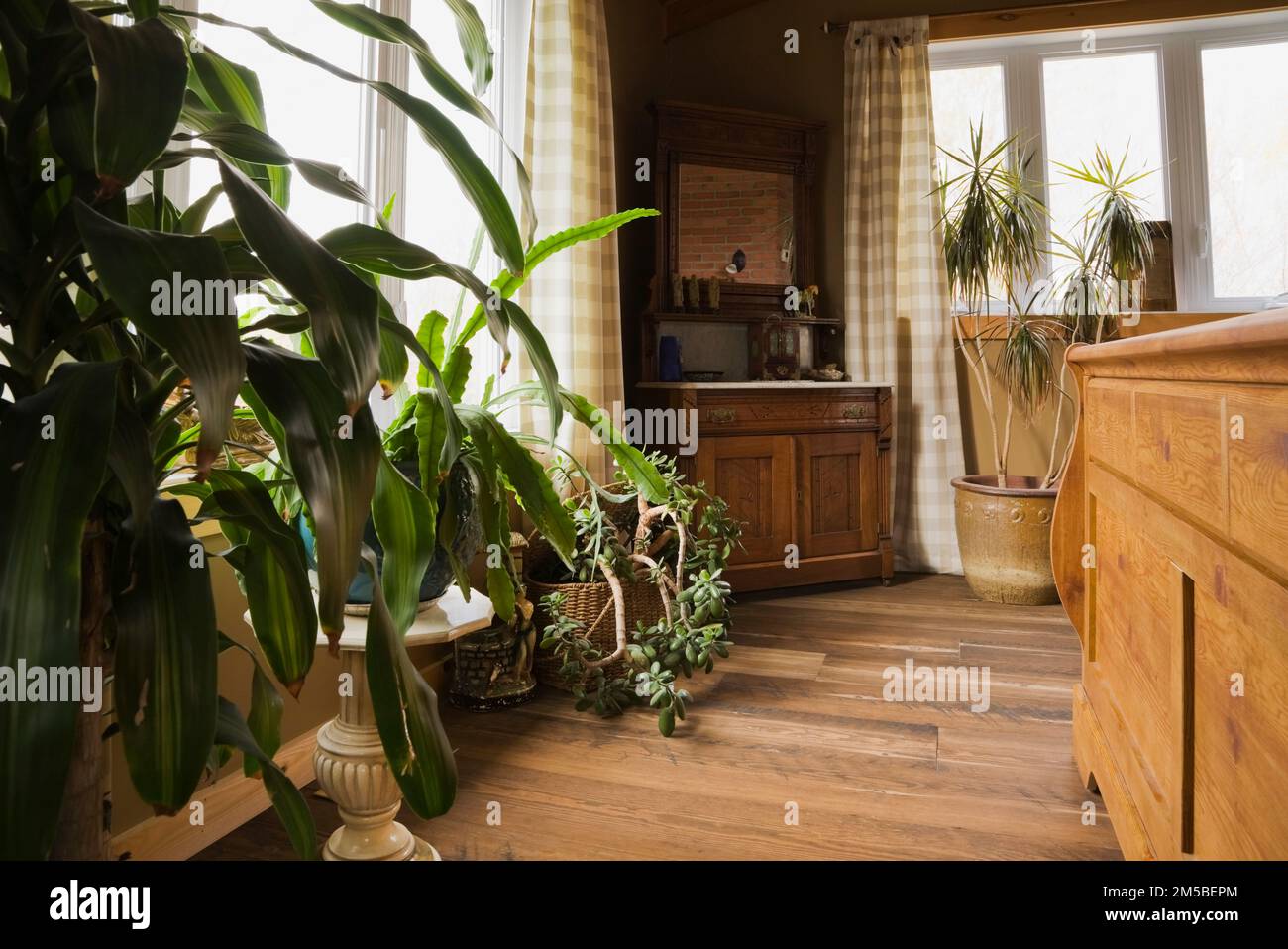 Green plants and antique wooden dresser in master bedroom on upstairs ...