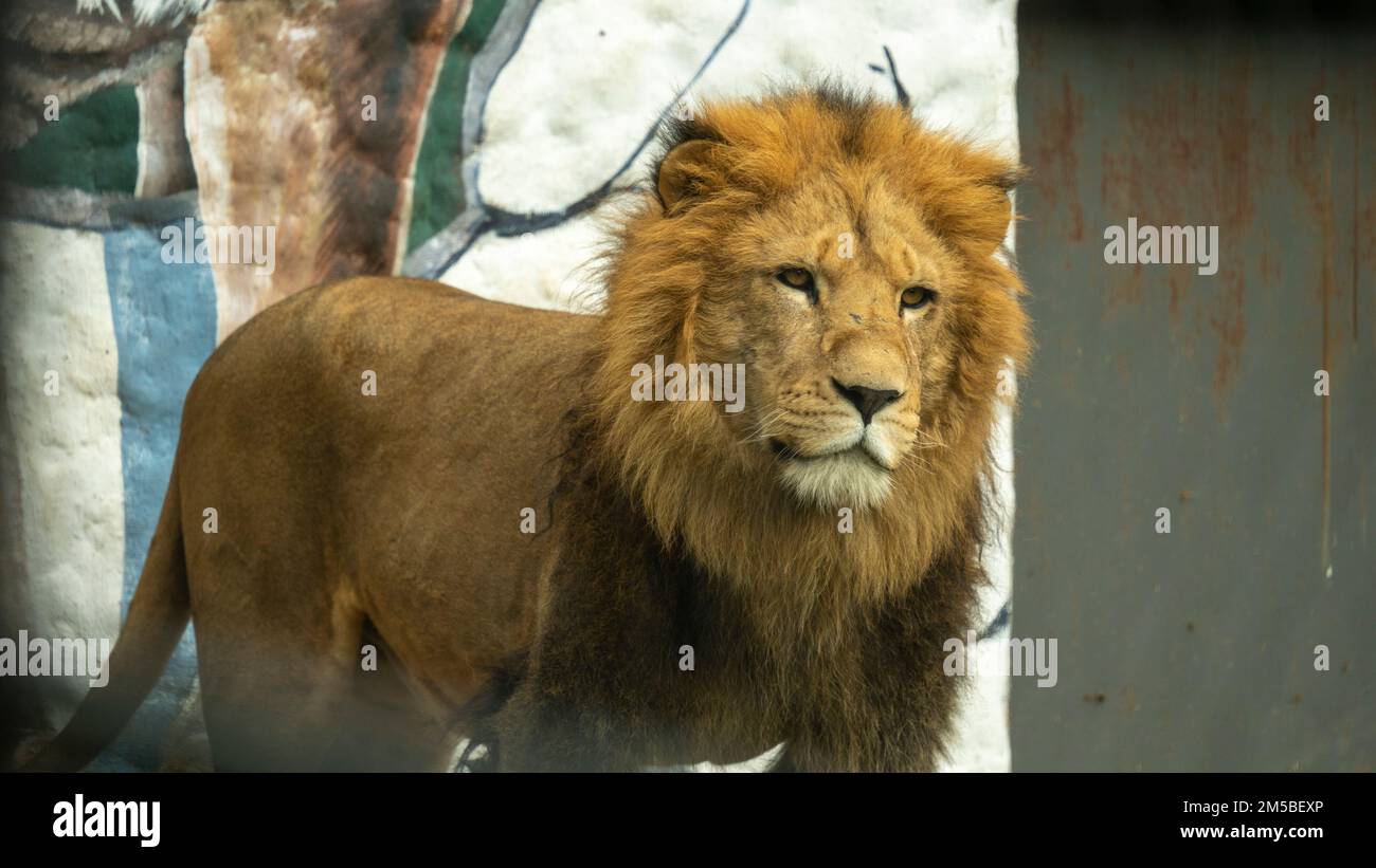 young lions walking through their territory in an animal park Stock ...