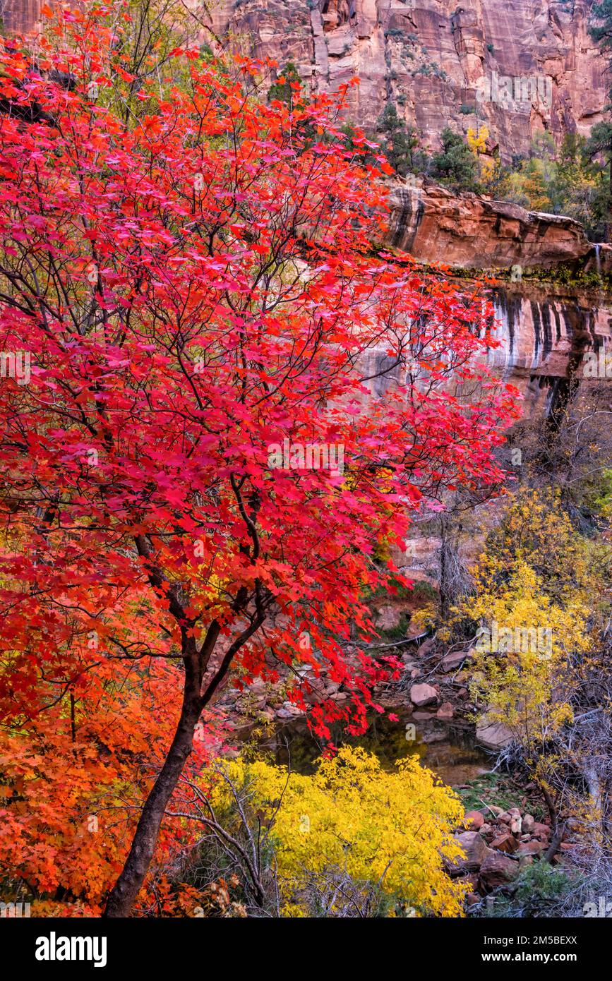Peak Autumn color in the Gambel oak trees along the Emerald Pools trail in Zion National Park ...