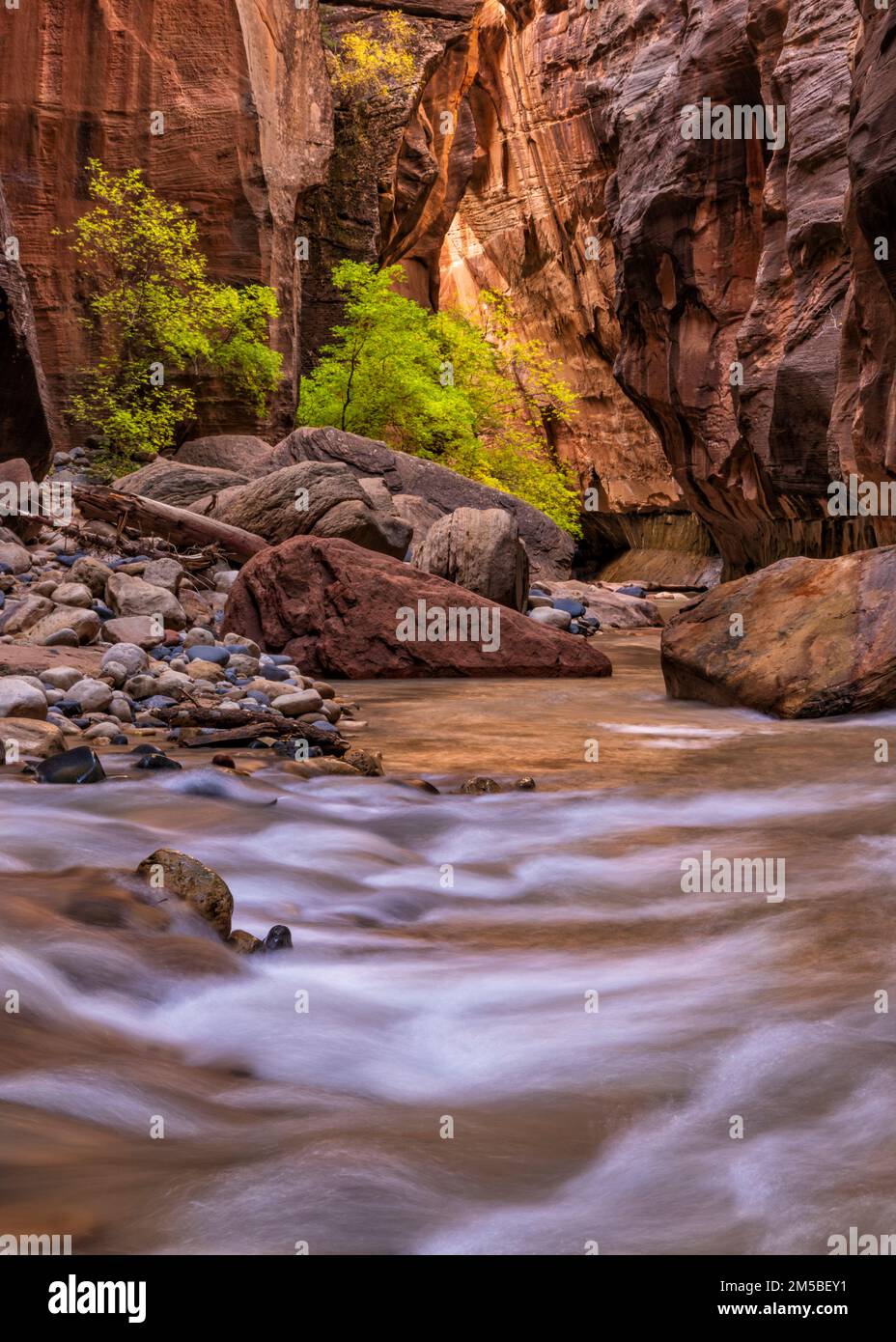 Golden Light reflects on the Virgin River as it flows down the Virgin ...