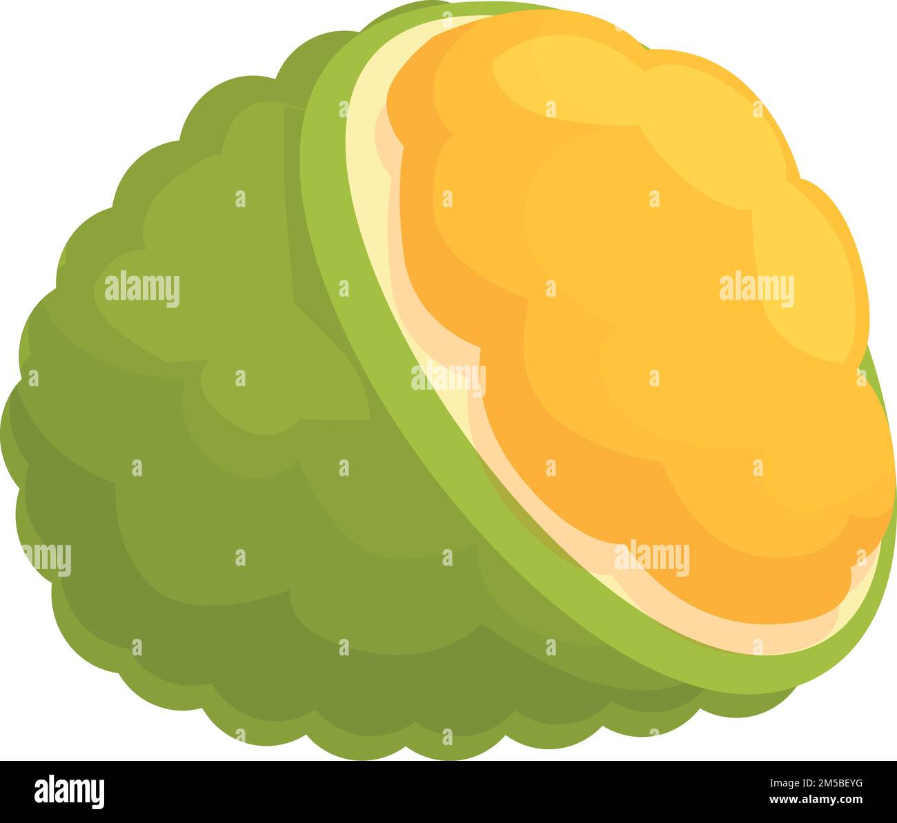 Whole jackfruit tropical fruit Stock Vector Images - Alamy
